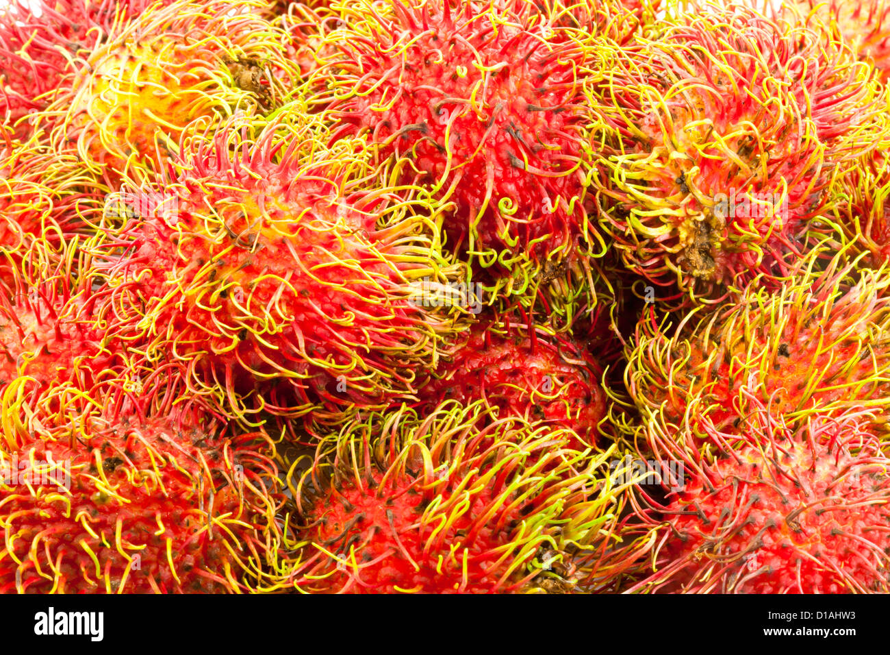Rambutan plant hi-res stock photography and images - Alamy