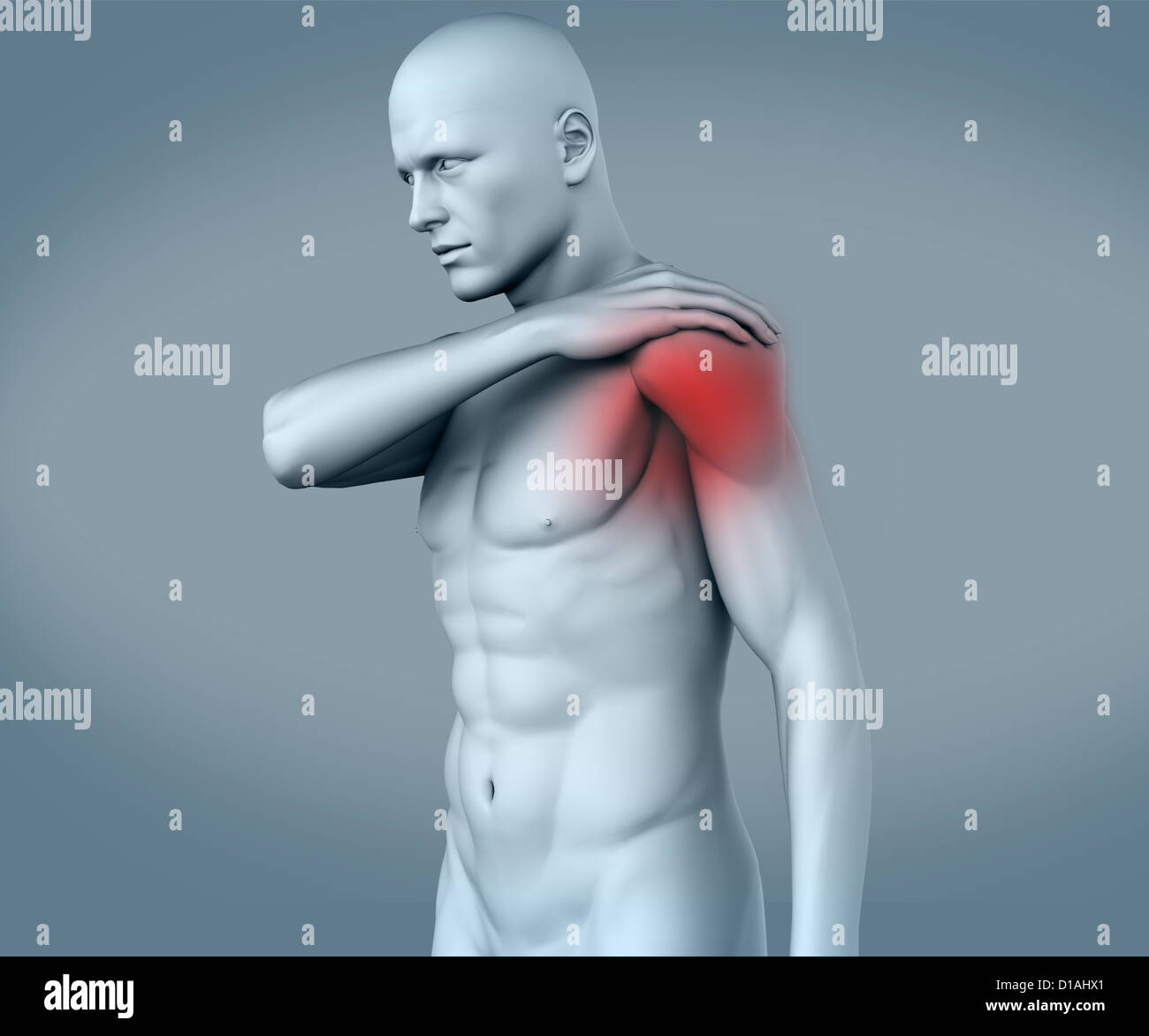Model of then human shoulder joint hi-res stock photography and images ...