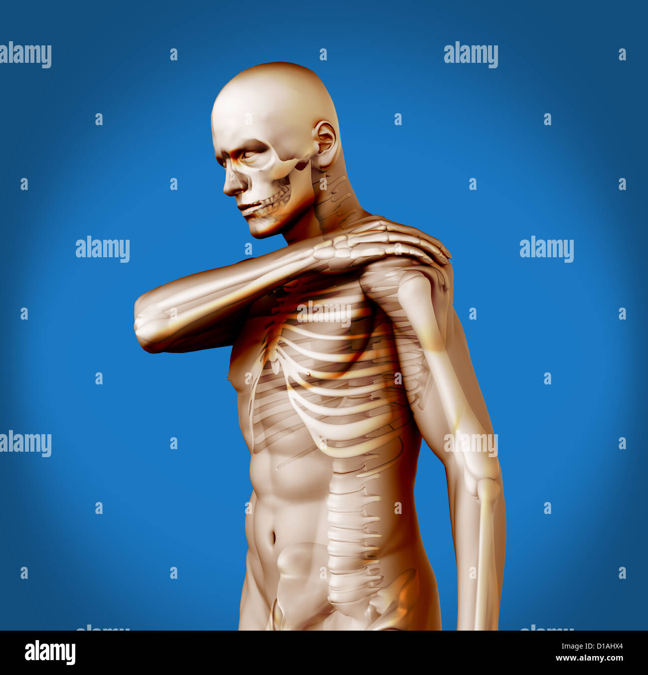 Shoulder pain on transparent human hi-res stock photography and images ...