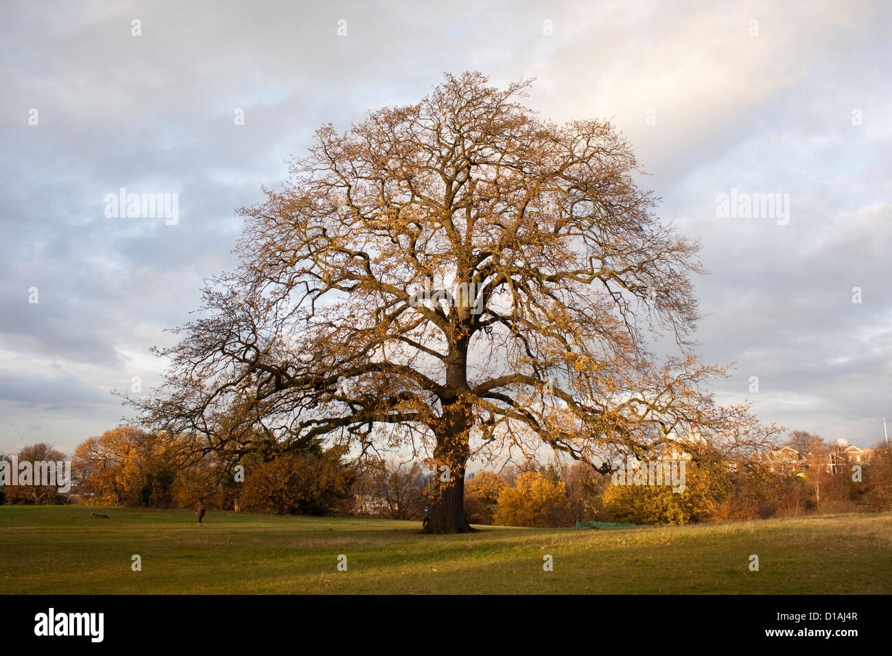 Sunset lighting large tree in Greenwich park London Britain England ...