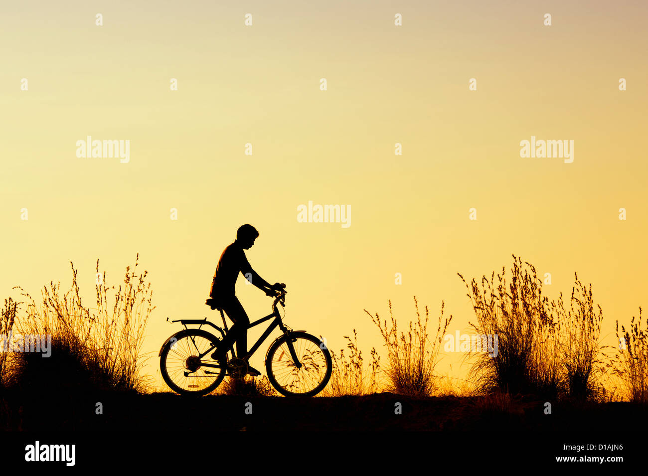 Indian boy riding bicycle amongst grasses at sunset. Silhouette. India ...