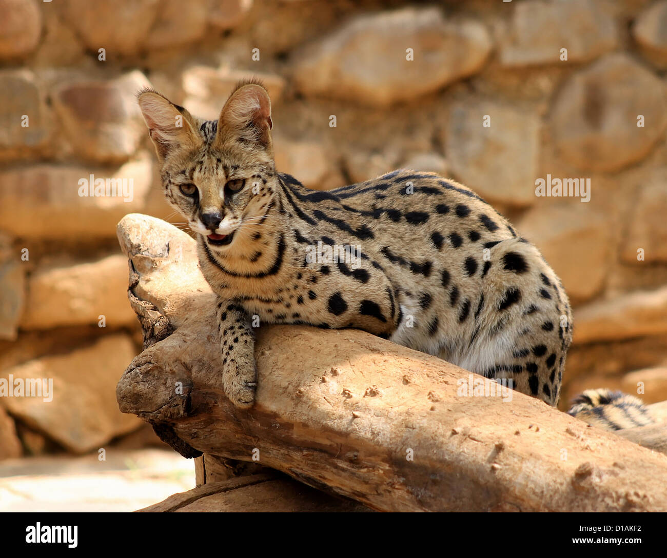 Serval cat tree hi-res stock photography and images - Alamy