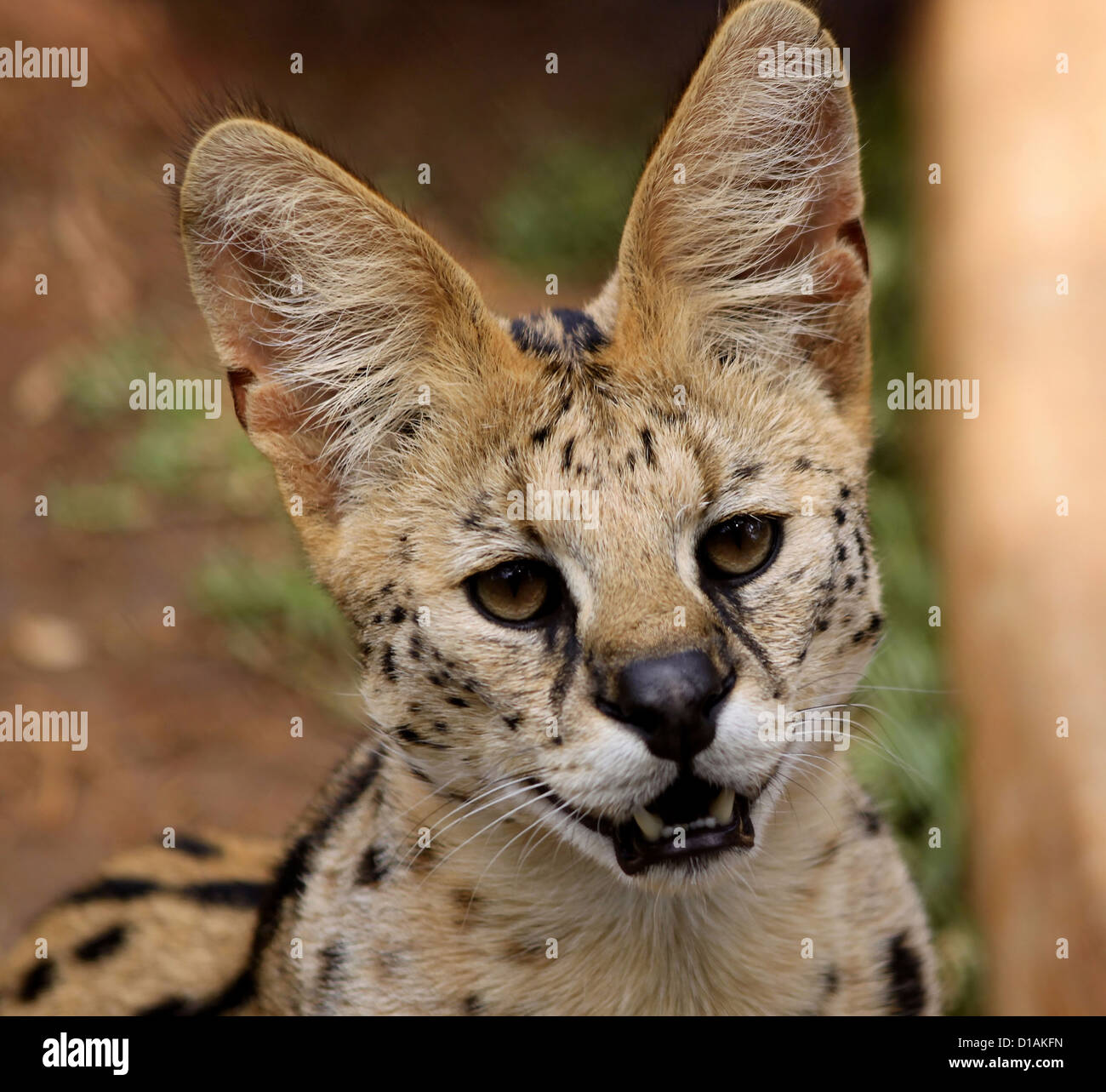 Serval face hi-res stock photography and images - Alamy