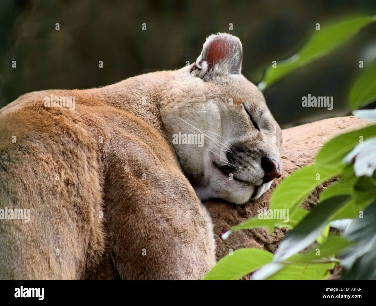 Puma sleeping hi-res stock photography and images - Alamy