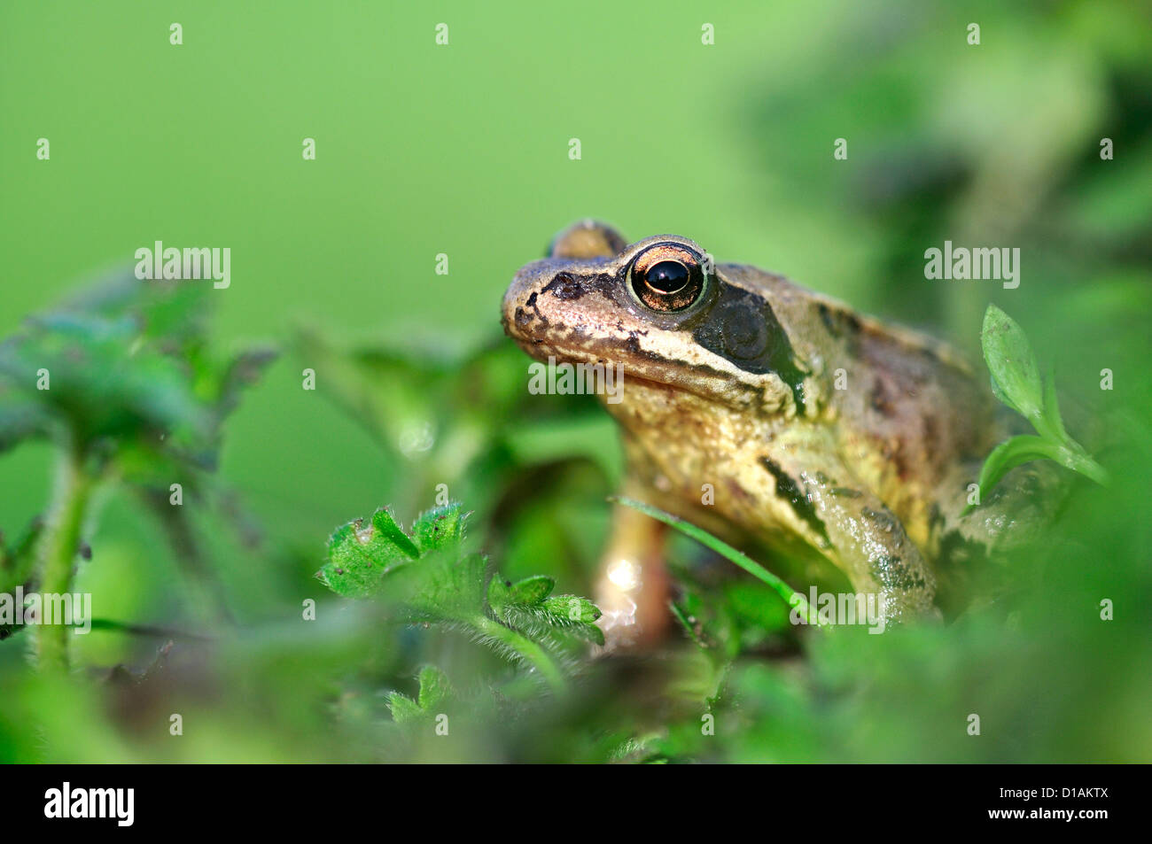 A common frog Stock Photo - Alamy