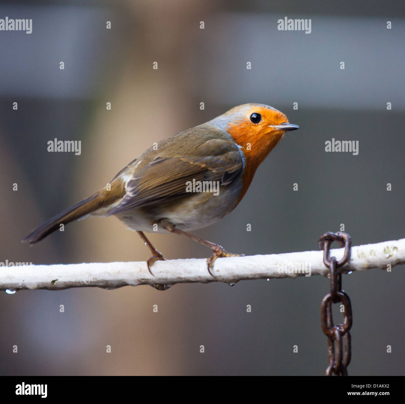 Robin on wire hi-res stock photography and images - Alamy