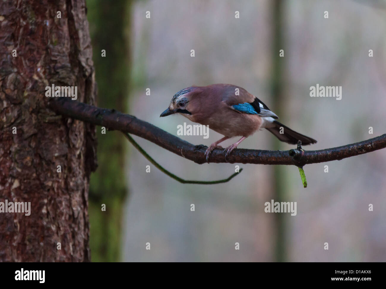 Jay on a tree branch looking Stock Photo - Alamy