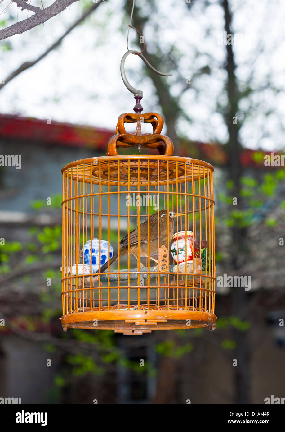 Songbirds in cages hi-res stock photography and images - Alamy