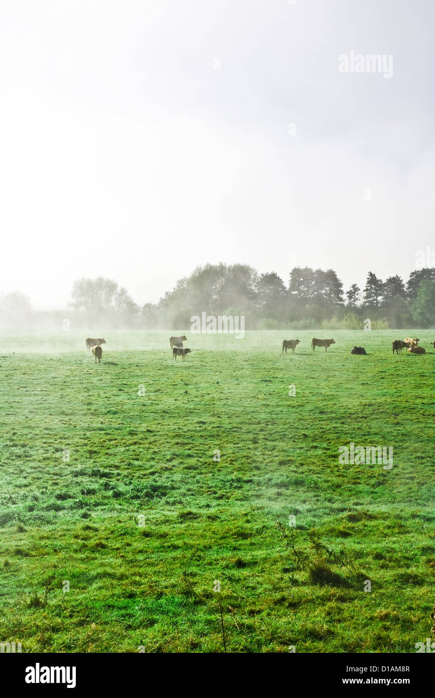 field with cows Stock Photo - Alamy
