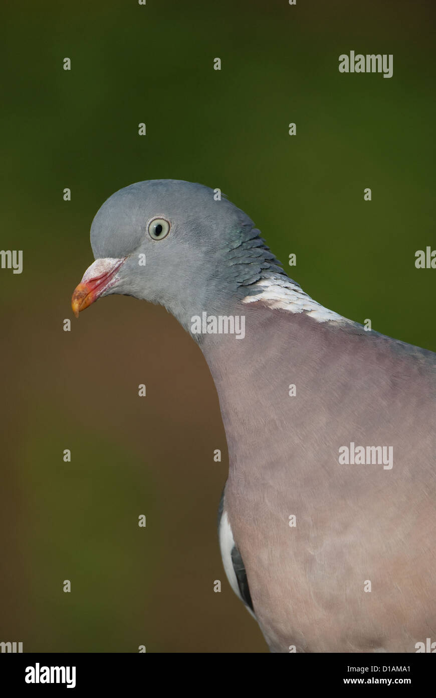 Adult pigeon hi-res stock photography and images - Alamy