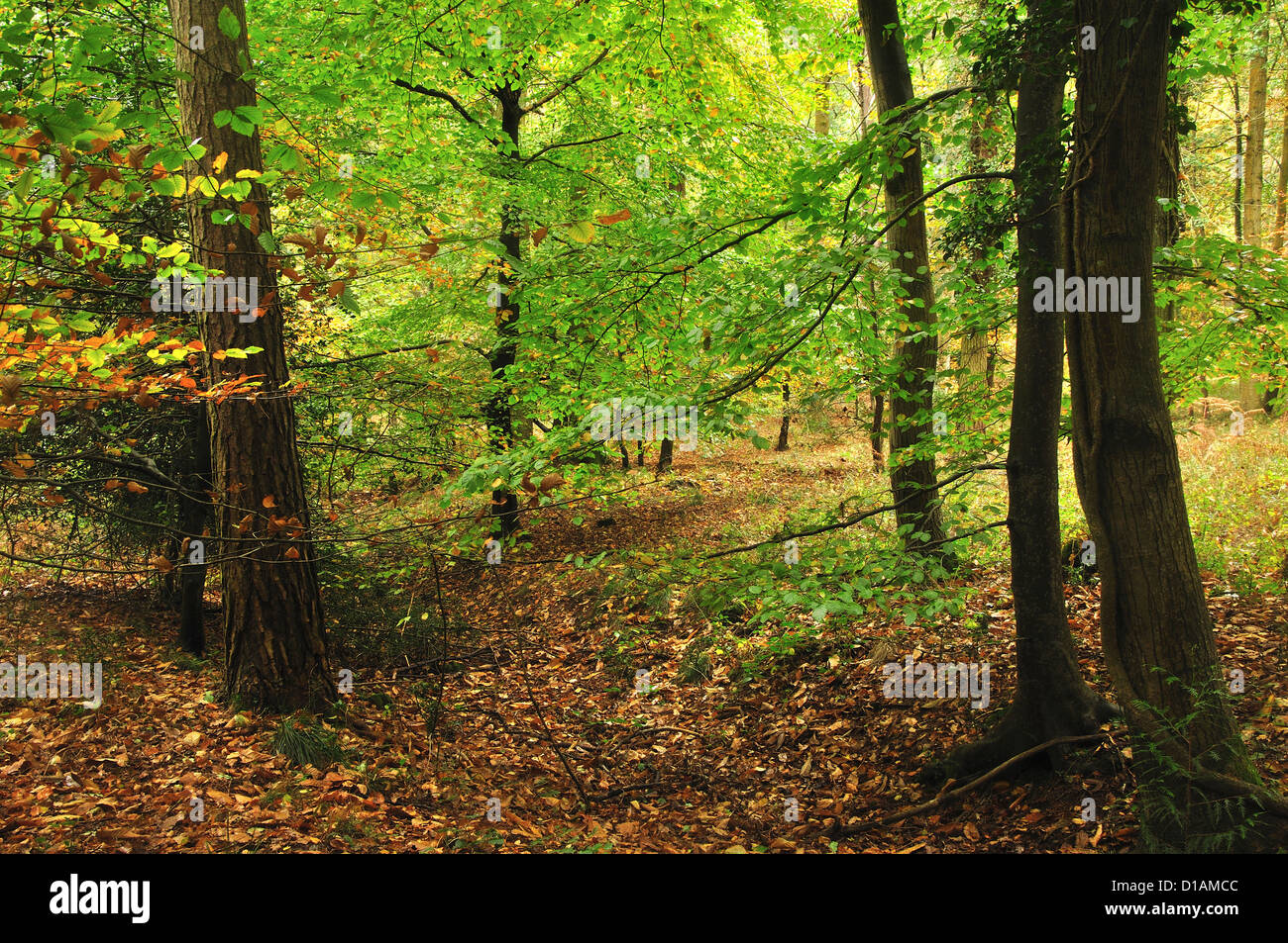 Little Dean Walk, Forest of Dean UK Stock Photo - Alamy