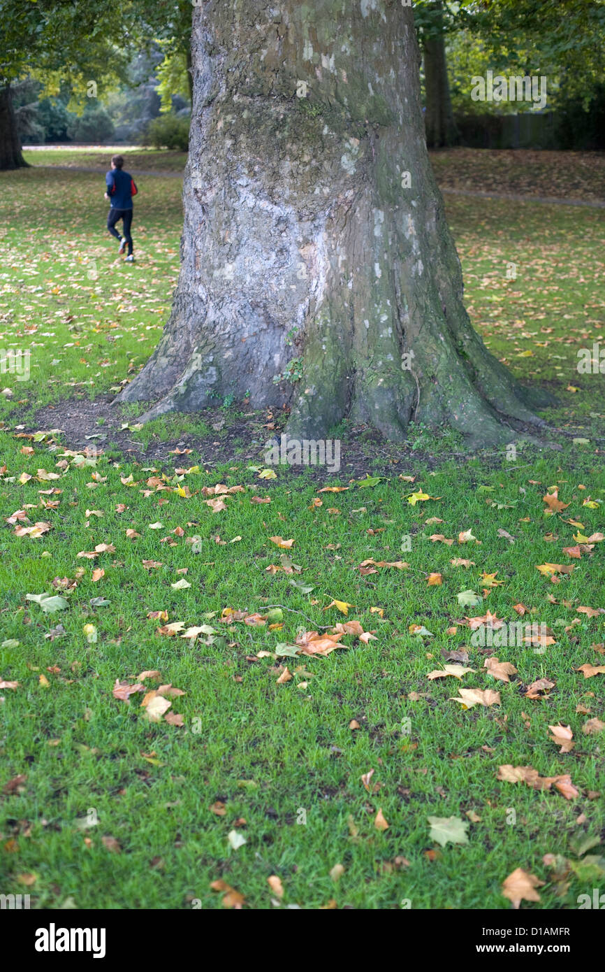 Tree in Park Stock Photo - Alamy