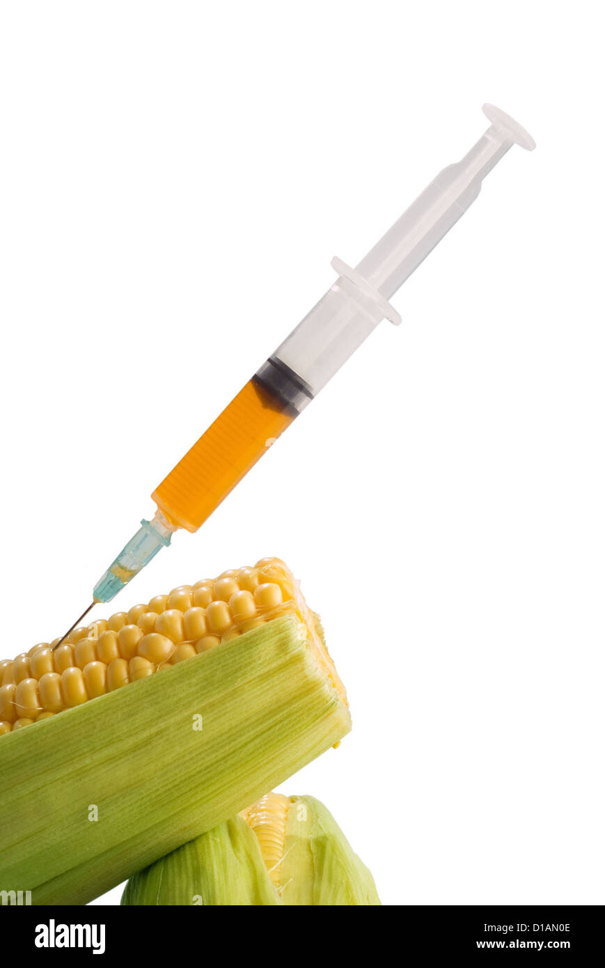 Genetically modified corn produce vegetable Stock Photo - Alamy
