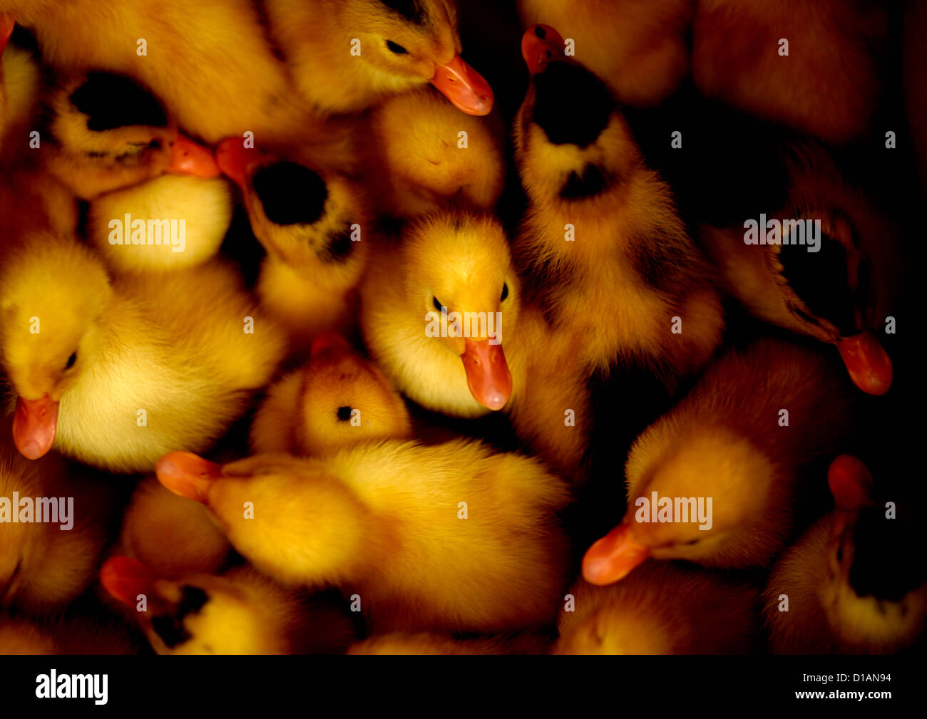 Group Of Ducklings, Menglun, Yunnan Province, China Stock Photo - Alamy