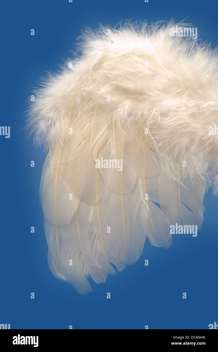 Angels feather wing on sky blue background with slight halo blur for ...