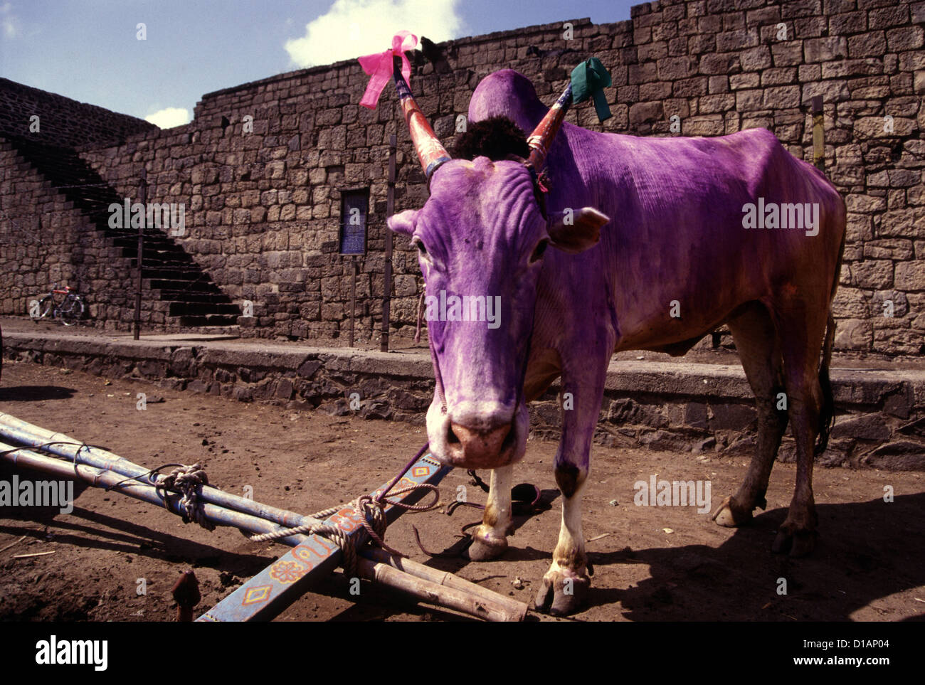 Cow painted purple during Pongal festival Tamil Nadu South India Stock ...
