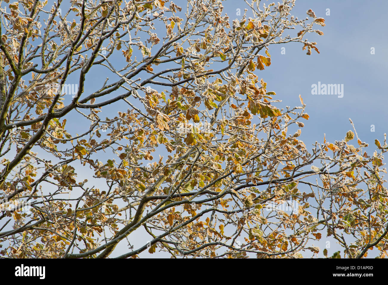Twigs and leaves of an oak tree covered with hoar frost Stock Photo - Alamy