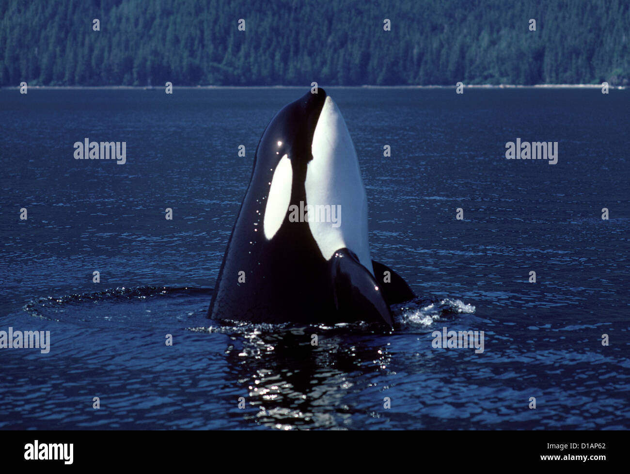 Killer whale, spyhopping..Orcinus orca.Johnstone Strait, British ...