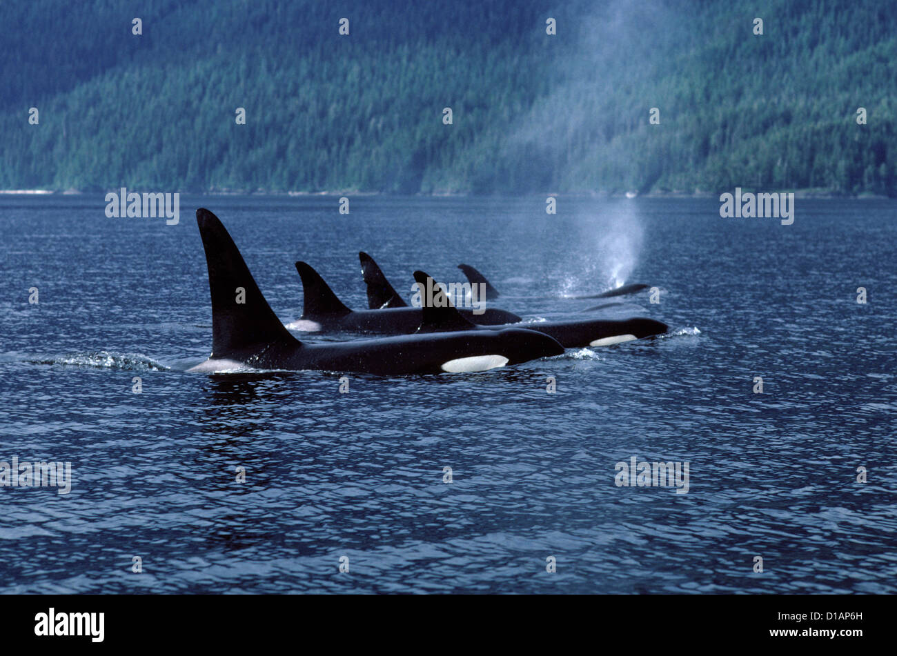 Killer whale; Orca.Orcinus orca.Male, breaching.Photographed in ...