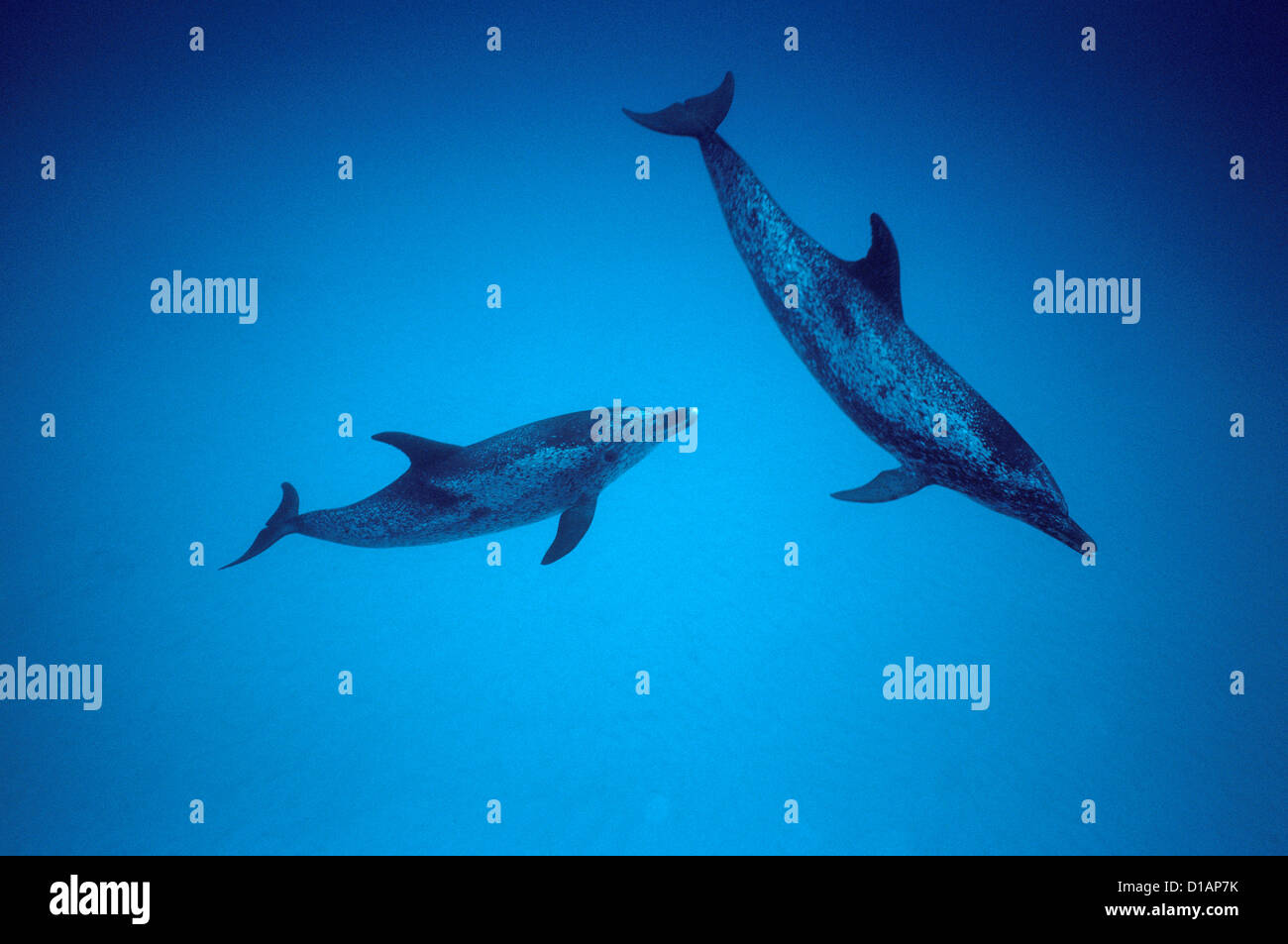 Atlantic spotted dolphin.Stenella frontalis.Photographed on the Grand ...