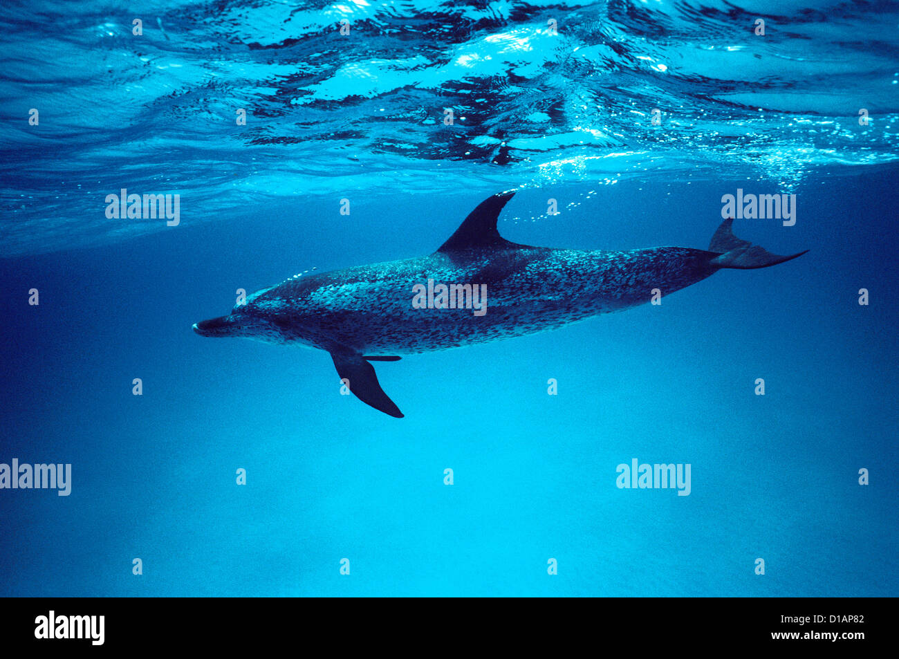 Atlantic spotted dolphin.Stenella frontalis.Photographed on the Grand ...