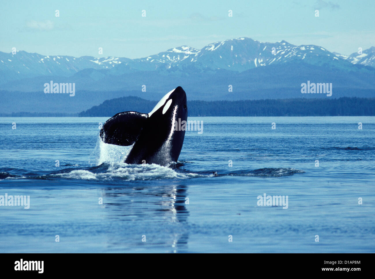 Killer whale; Orca.Orcinus orca.Male, breaching.Photographed in Icy ...