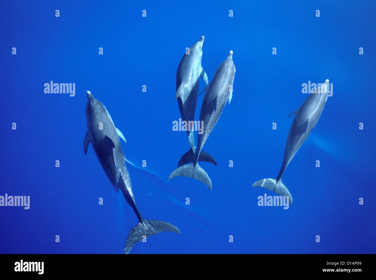 Atlantic spotted dolphin.Stenella frontalis.Photographed on the Grand ...