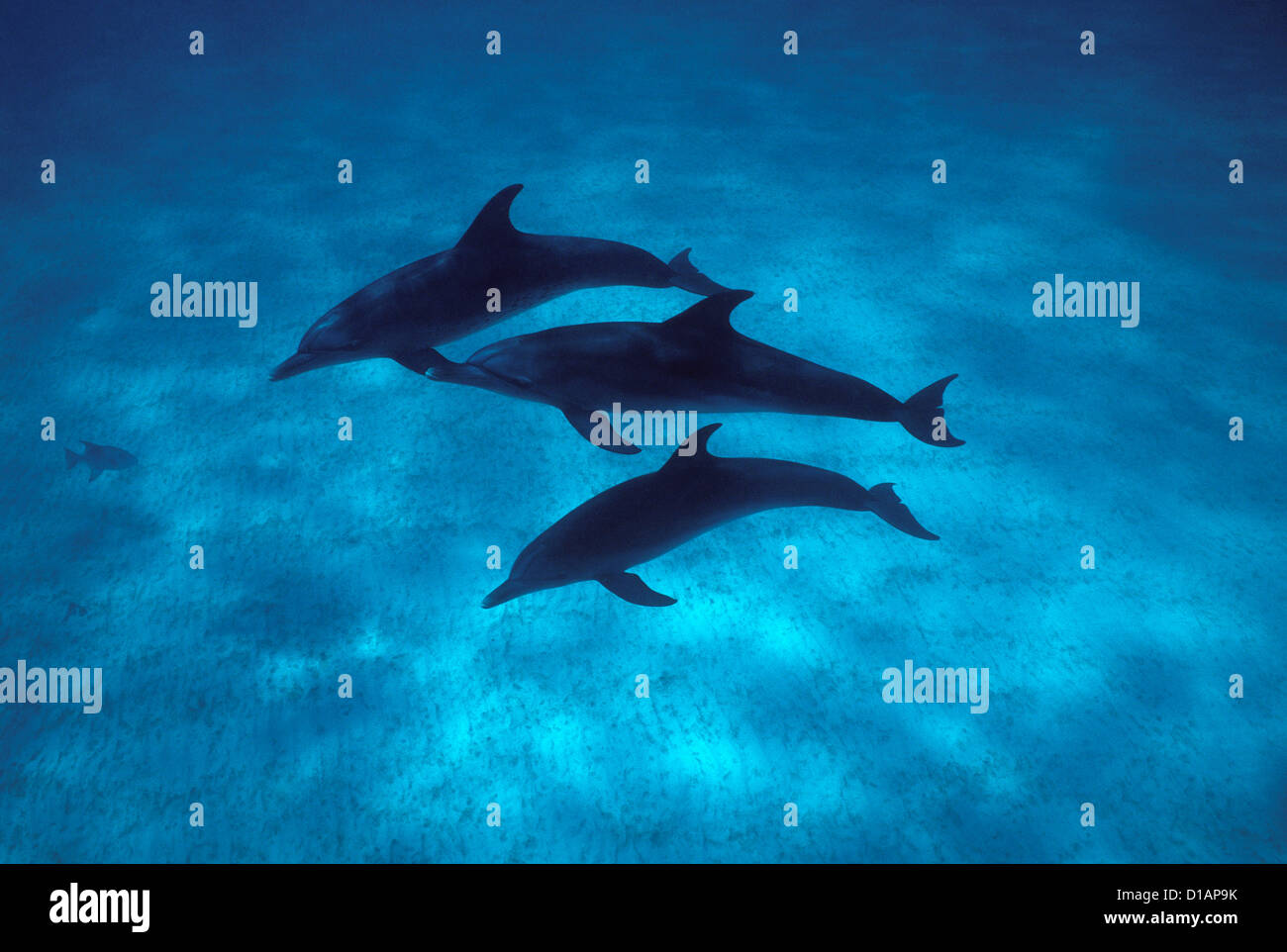 Atlantic spotted dolphin.Stenella frontalis.Photographed on the Grand ...
