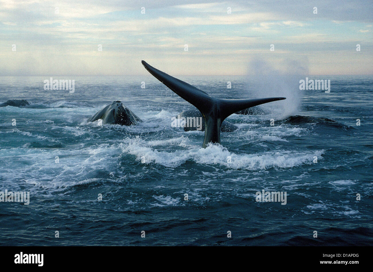 Northern right whale hi-res stock photography and images - Alamy