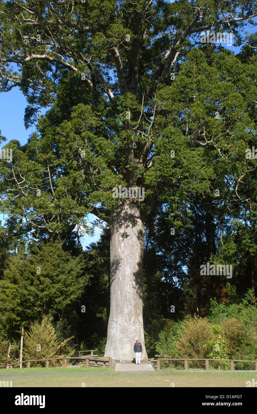 Te Matua giant kauri tree Waipoua Kauri Forest Northlands New Zealand ...