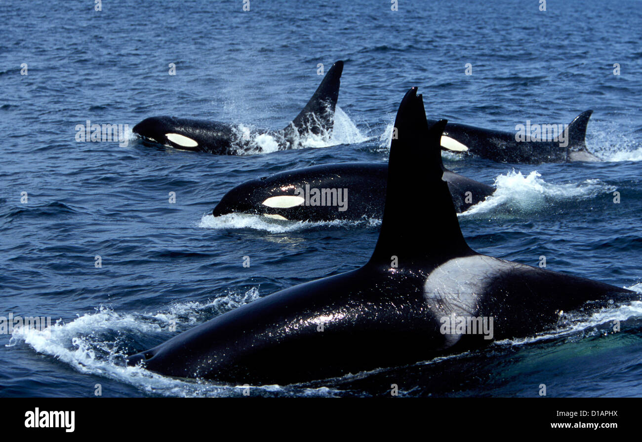 Orca pod hi-res stock photography and images - Alamy
