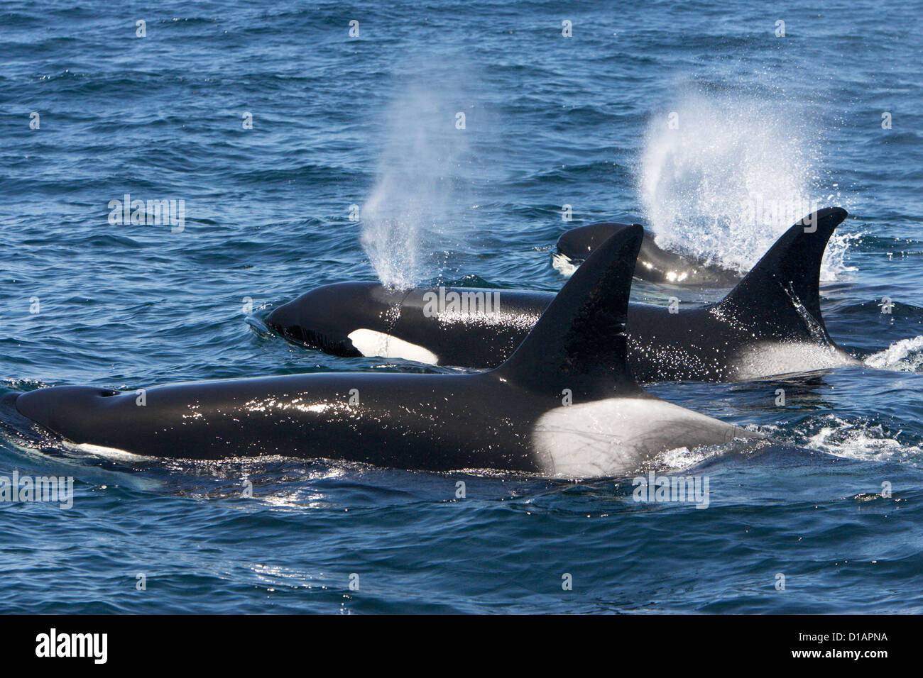 Killer whales, transient type.Orcinus orca.Photographed in Monterey Bay ...