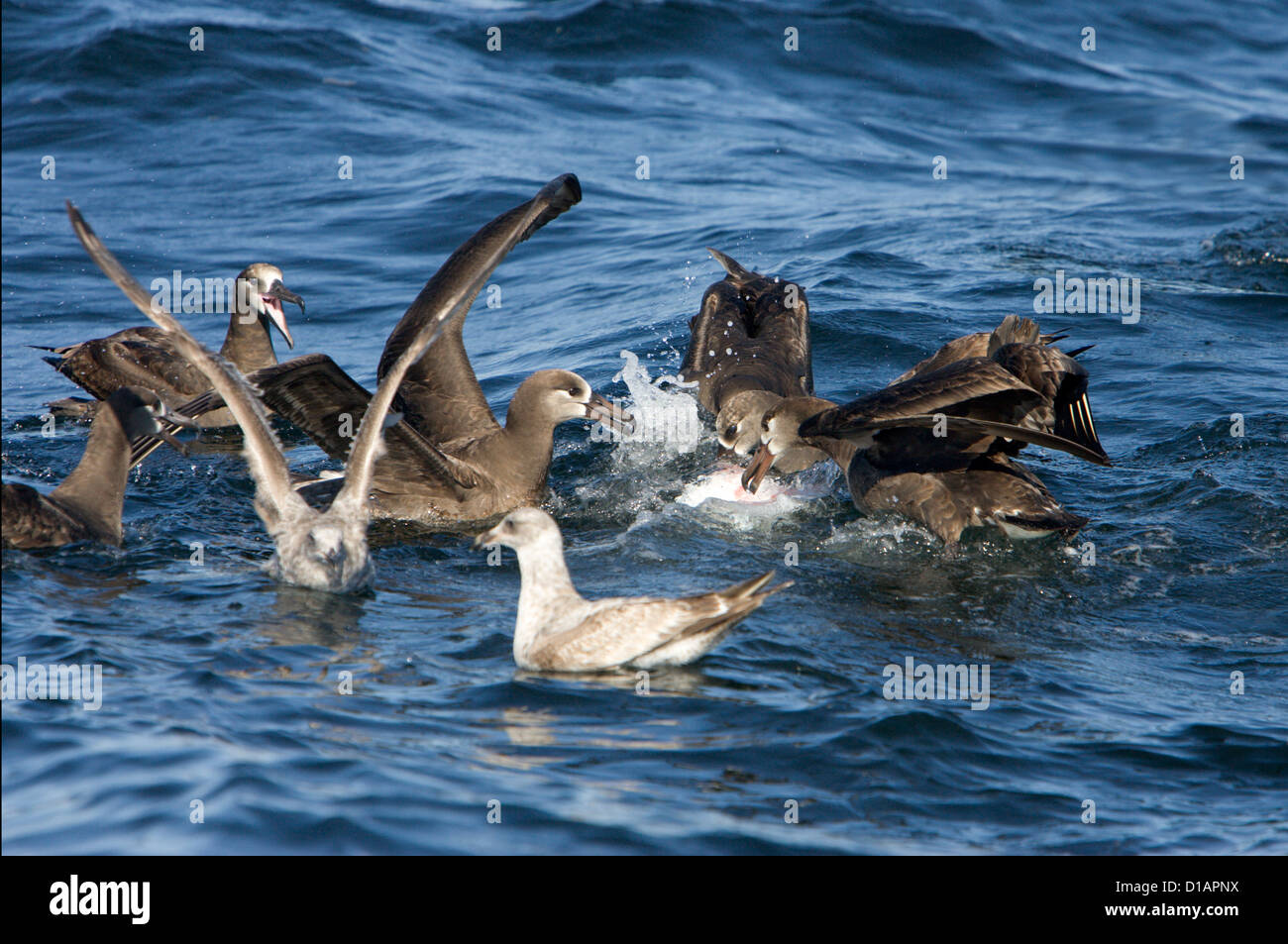 Transient species of birds hi-res stock photography and images - Alamy