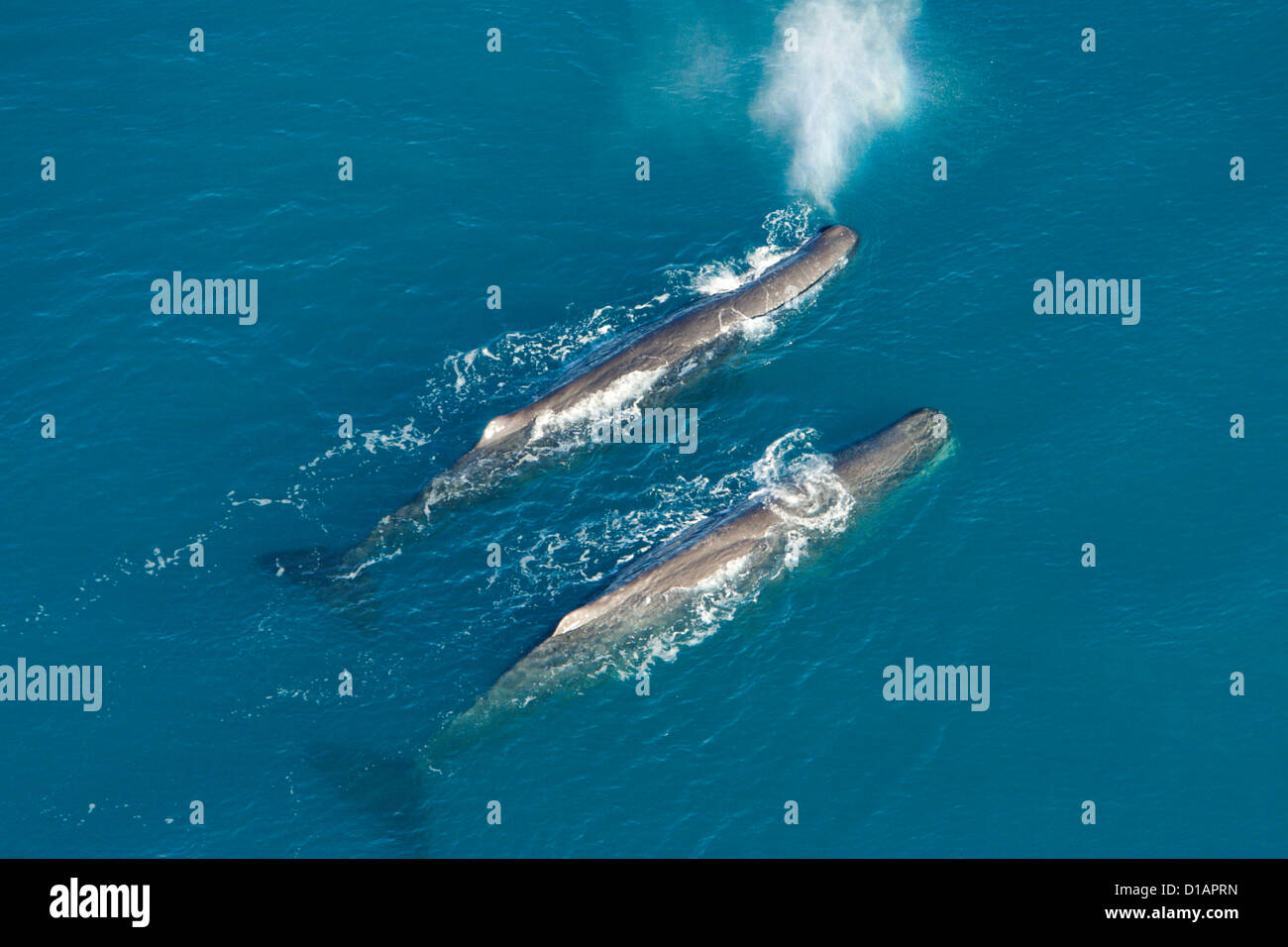 Sperm whale aerial two hi-res stock photography and images - Alamy