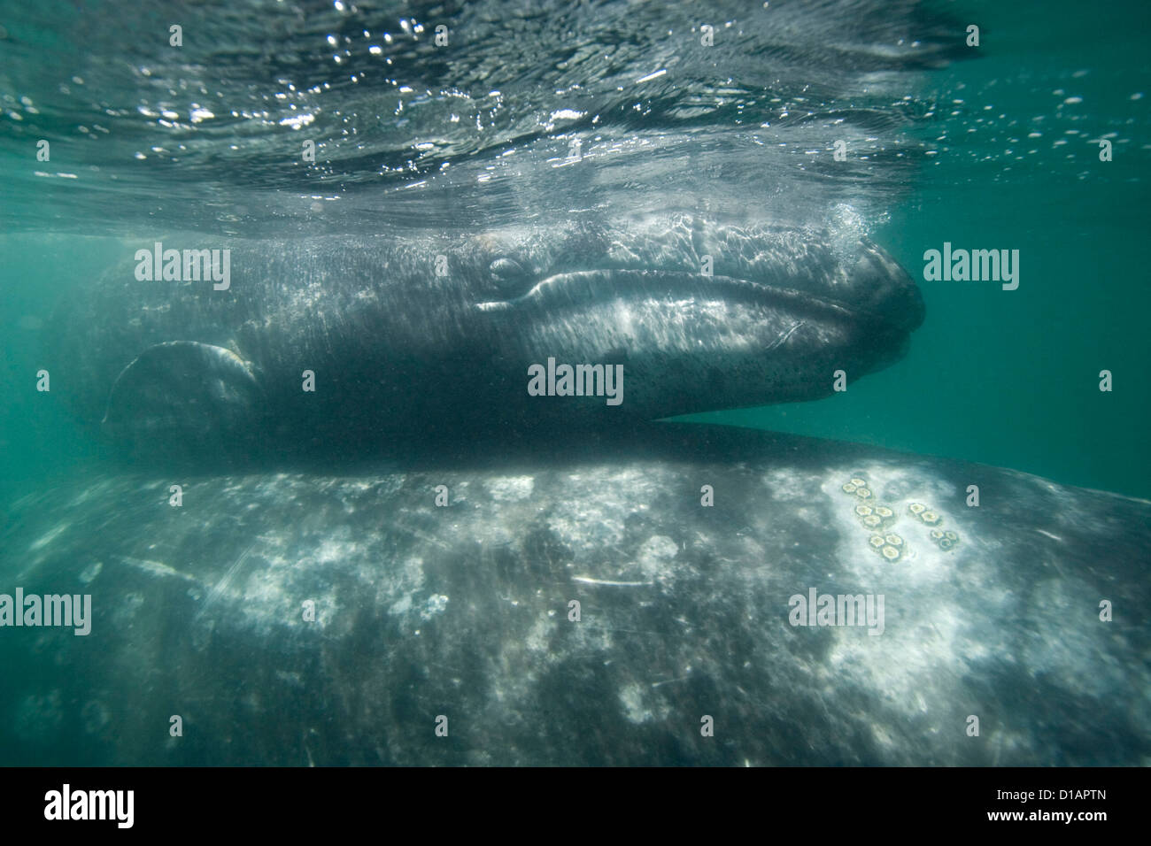 Gray whale underwater hi-res stock photography and images - Alamy