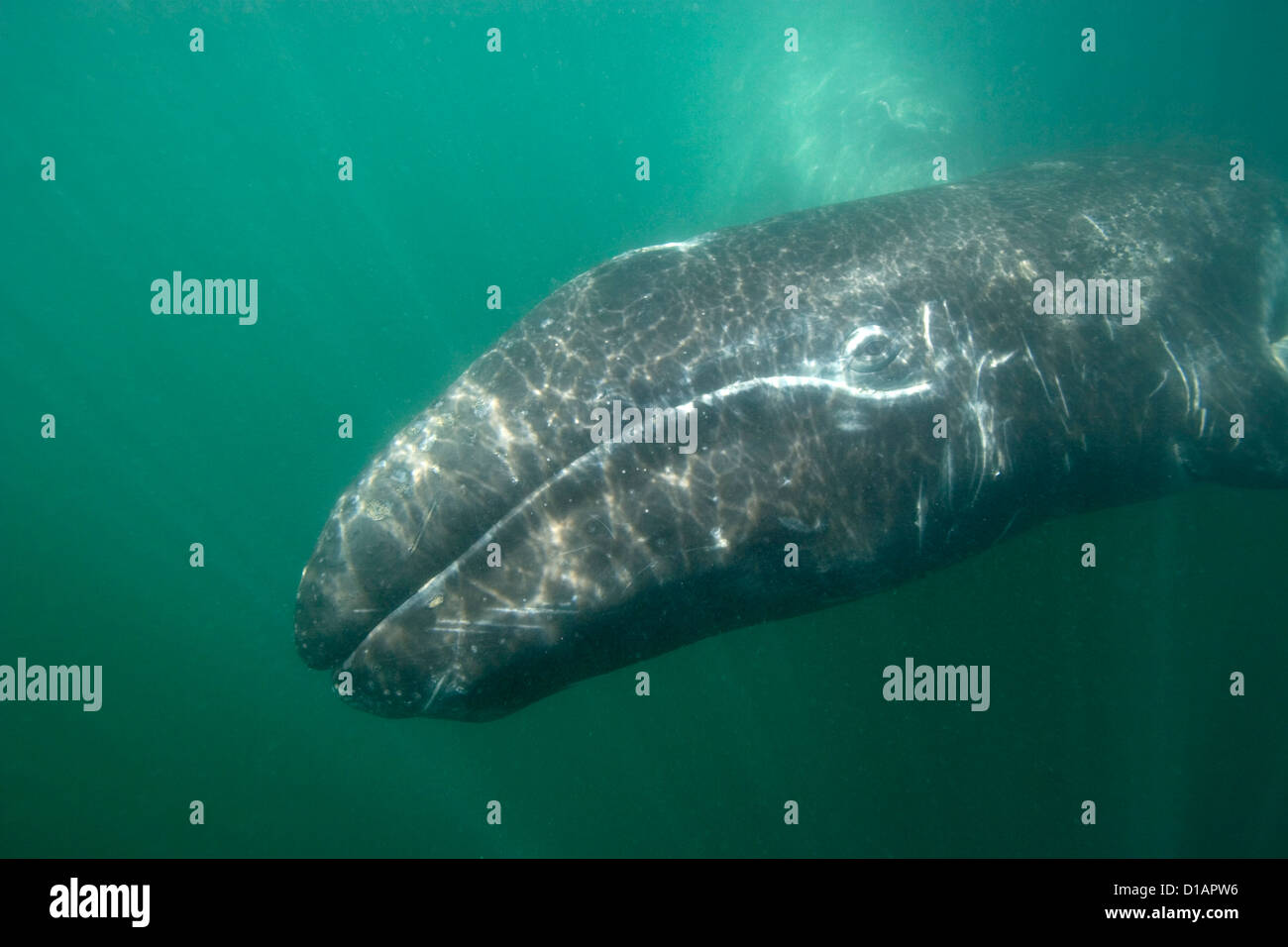 Gray whale, calf.Eschrichtius robustus.Photographed near Puerto Lopez ...