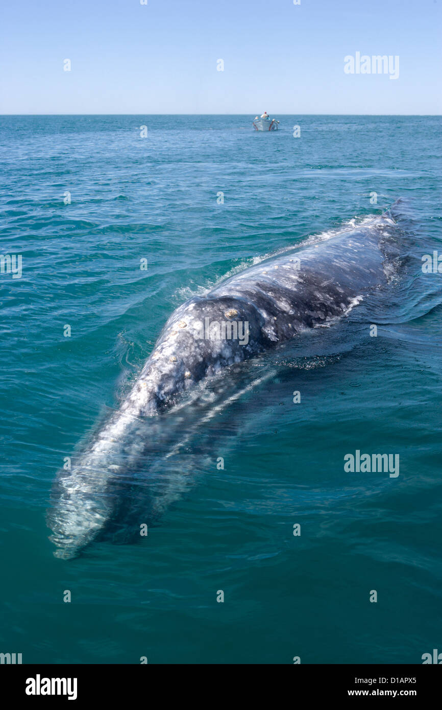 Gray whale hi-res stock photography and images - Alamy