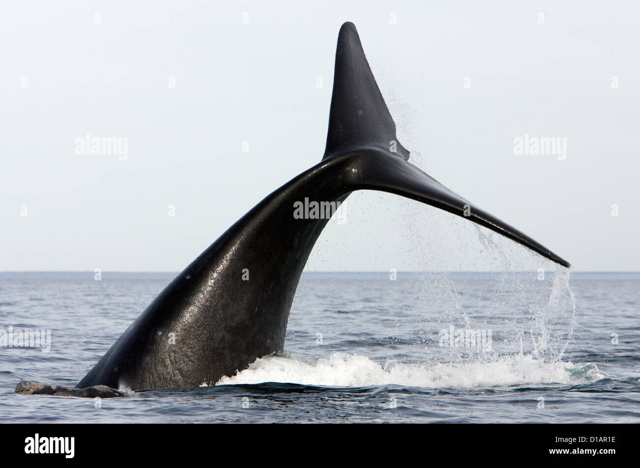 right whale Eubalaena australis Patagonia Valdes Peninsula Argentina ...