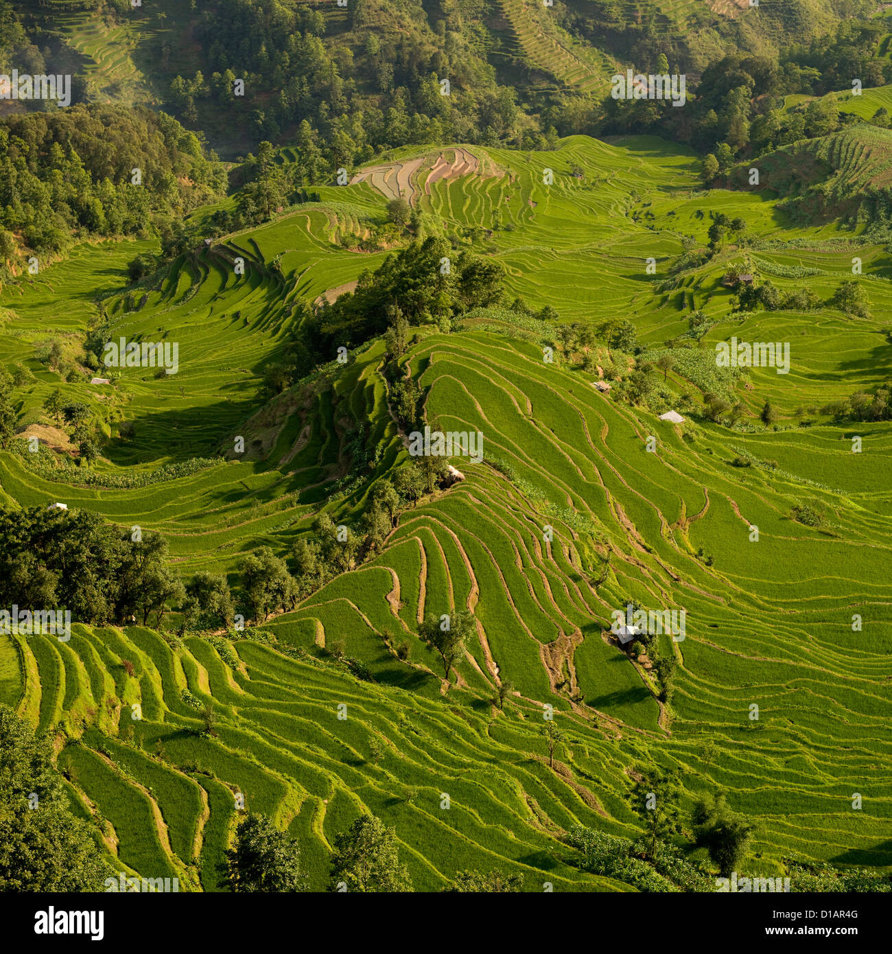 Green Rice Terraces Of Hani People In Yuanyang, Yunnan Province, China ...