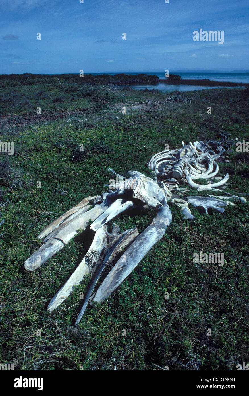 Gray Whale Skeleton