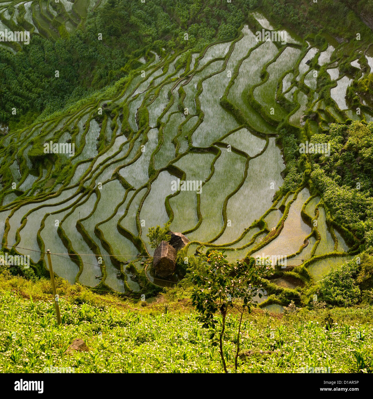 China yunnan yuanyang terraced color hi-res stock photography and ...