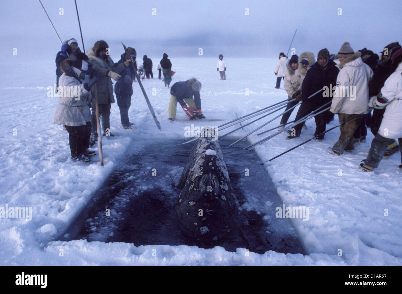 Whale Hunting Stock Photos & Whale Hunting Stock Images - Alamy