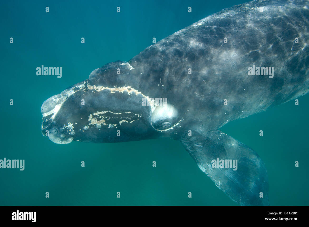 Southern Right Whale.Eubalaena australis.Valdes Peninsula, Province ...