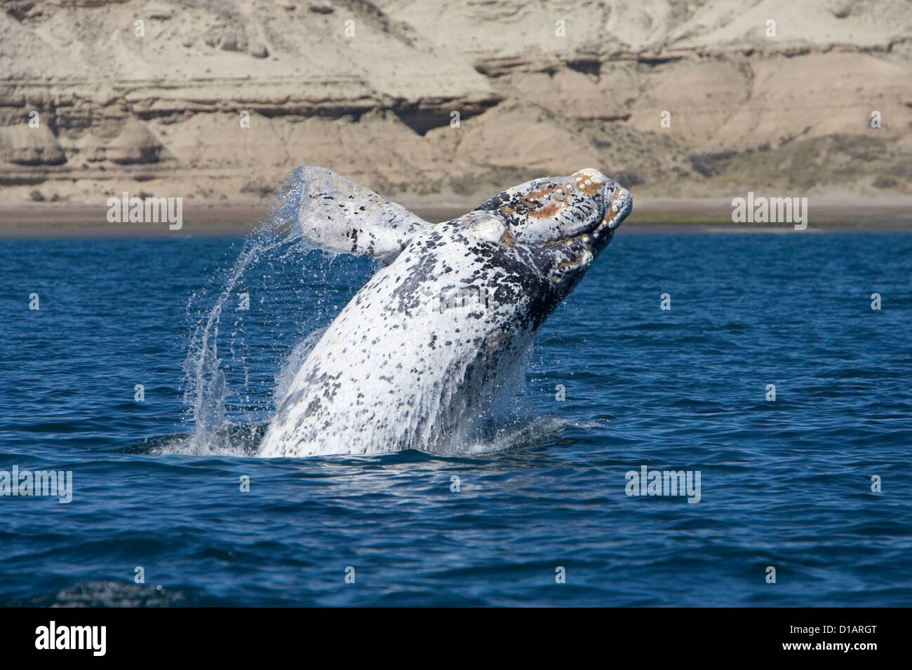 Southern Right Whale Eubalaena australis Stock Photo - Alamy