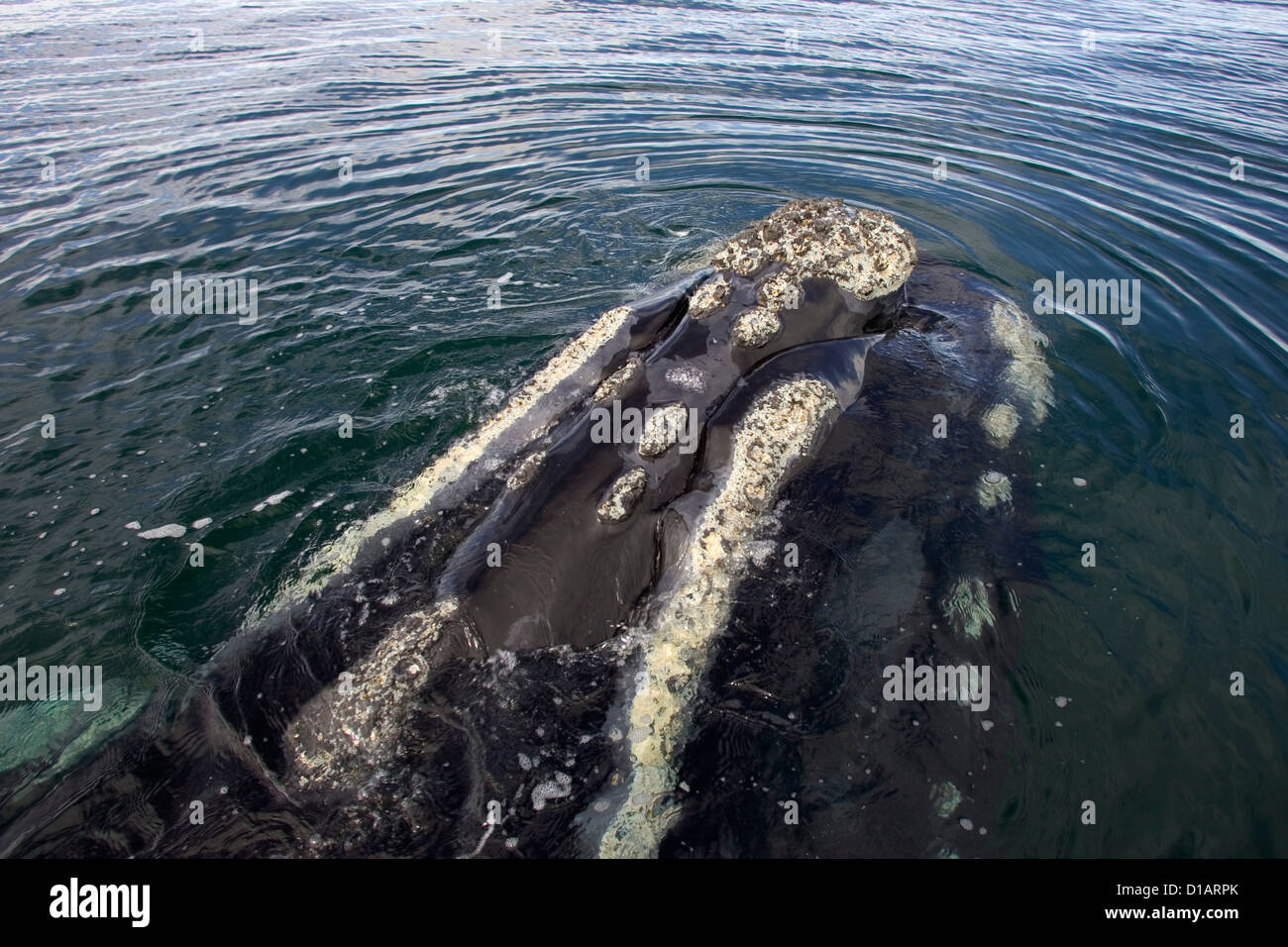 Southern Right Whale Eubalaena australis Stock Photo - Alamy