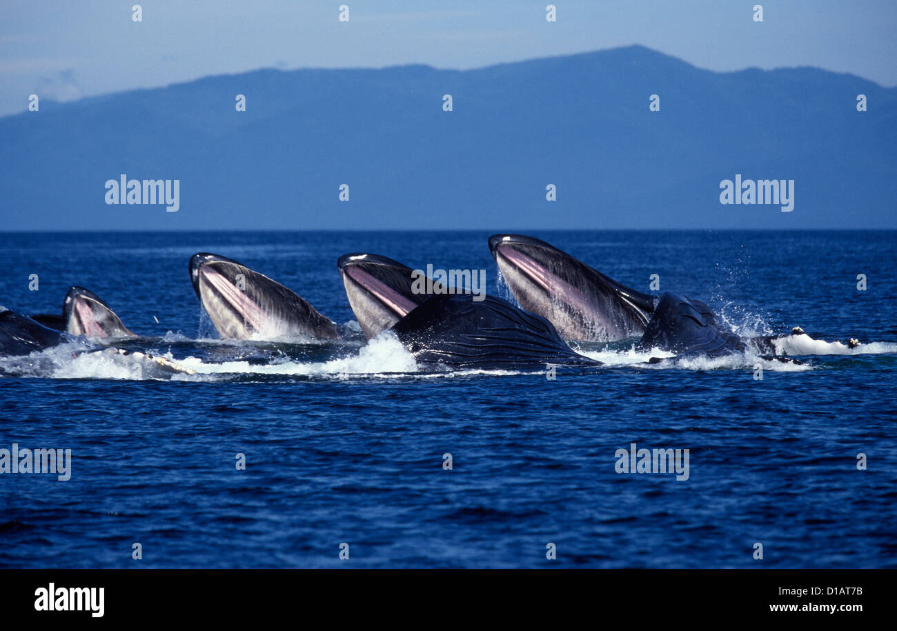 Humpback whale.Megaptera novaeangliae.Cooperative feeding (Bubble net ...