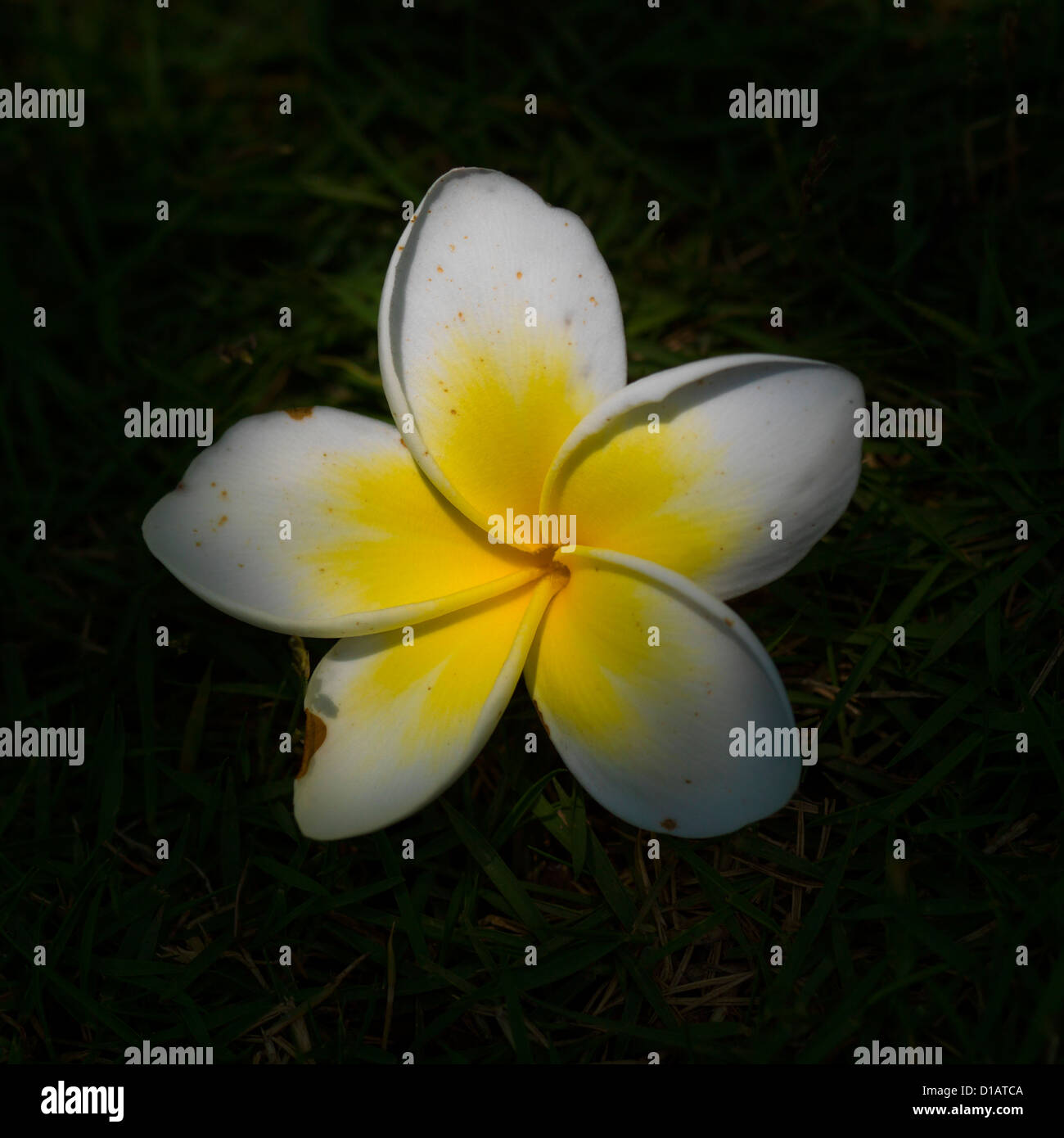 Frangipani Flower, Menglun, Yunnan Province, China Stock Photo - Alamy