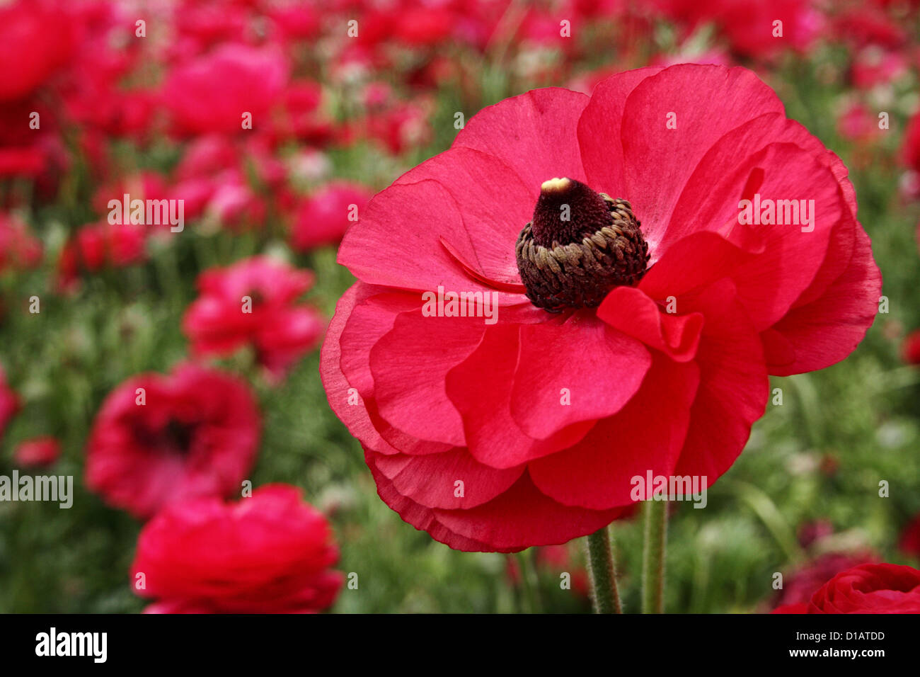 A macro capture of elegant, red ranunculus blossoms Stock Photo - Alamy