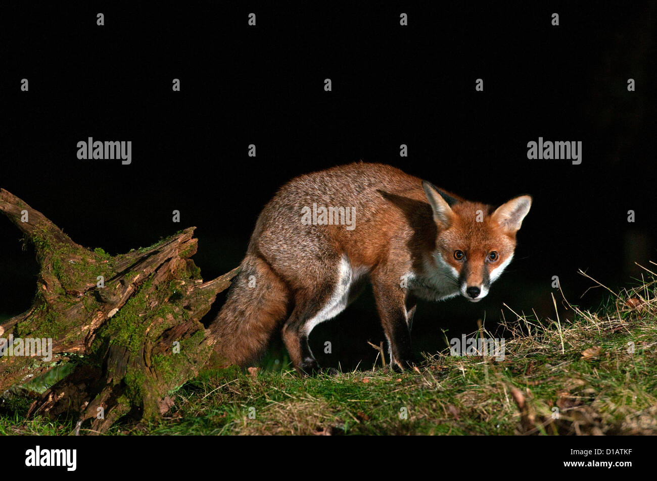 Vulpes vulpes night hi-res stock photography and images - Alamy