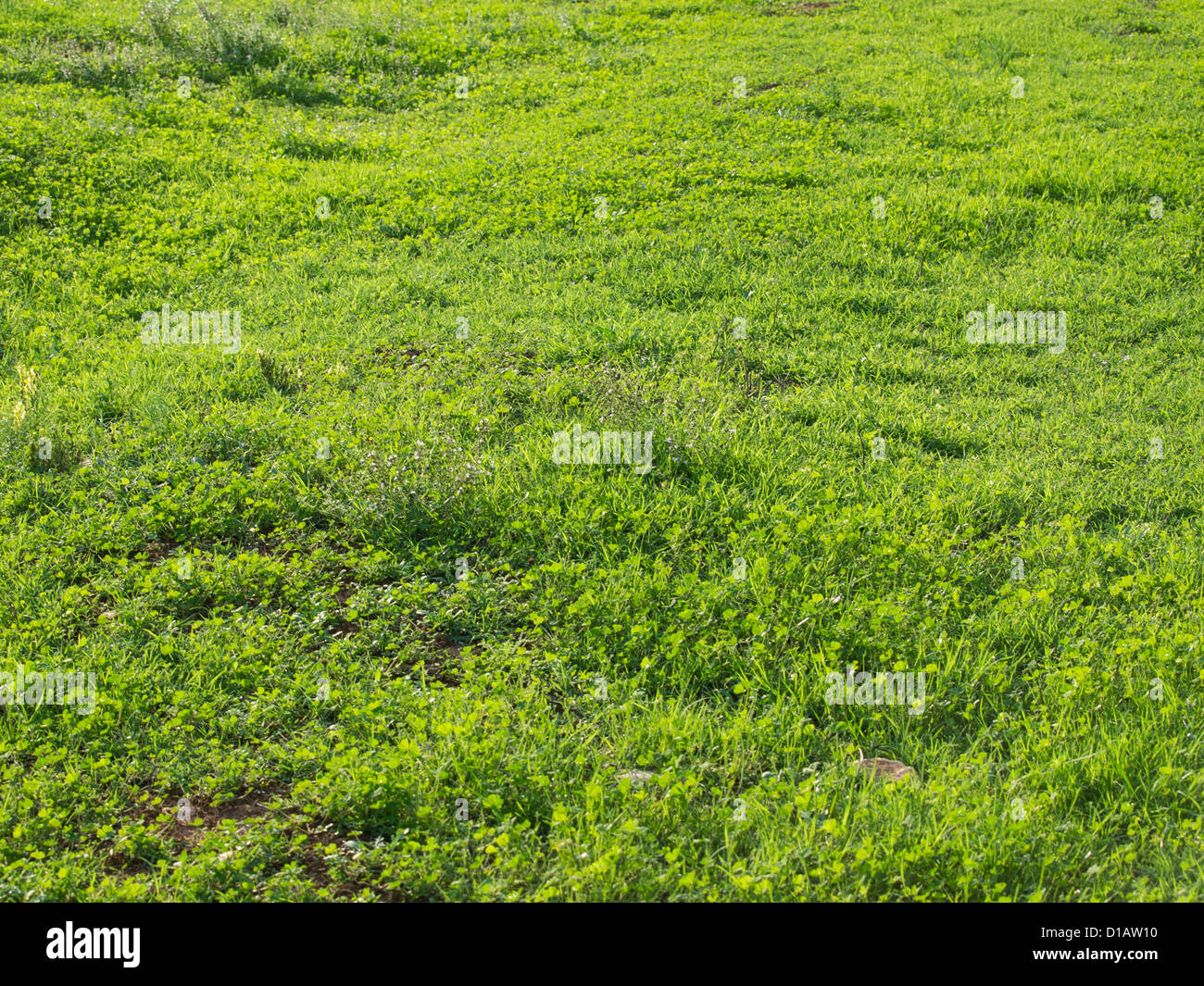 Green grass field in early hi-res stock photography and images - Alamy
